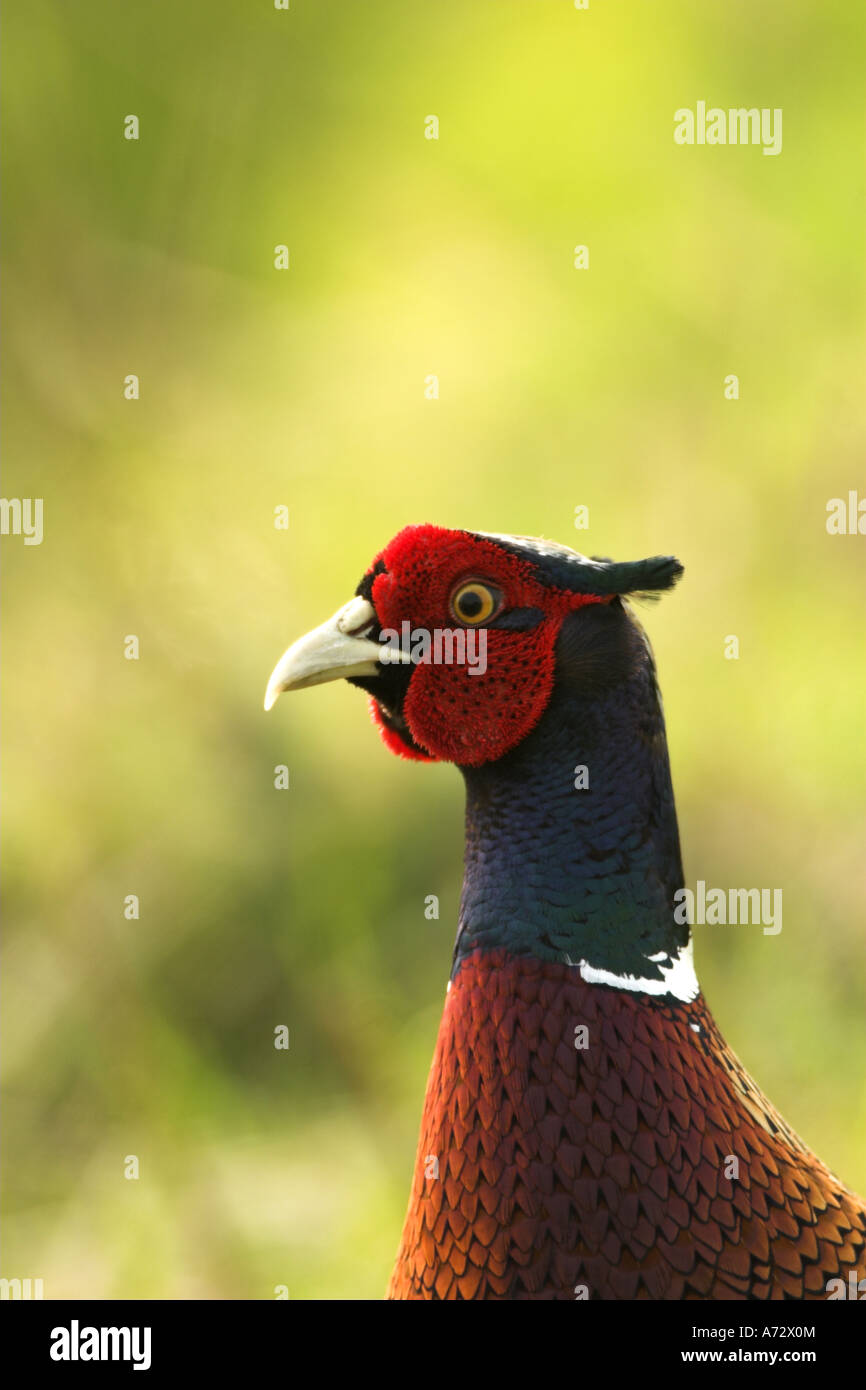 Male Pheasant Phasianus colchicus Kent Spring Stock Photo - Alamy