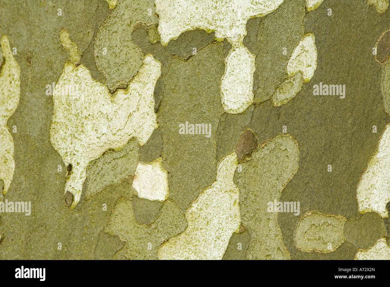 London Plane Plantanus bark UK spring Stock Photo - Alamy