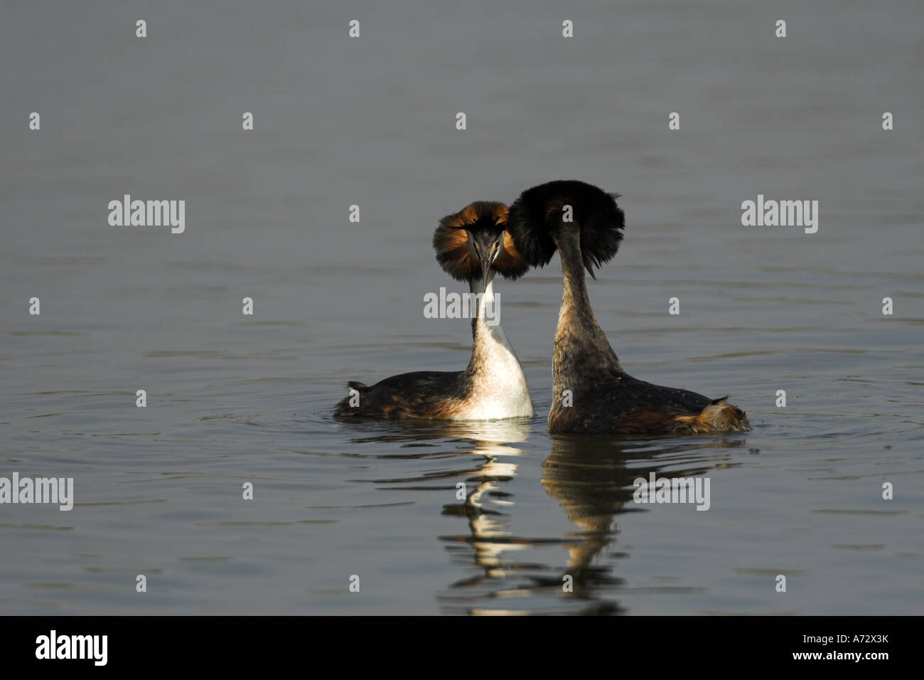 Great Crested Grebe Podiceps cristatus courtship dance London UK spring ...