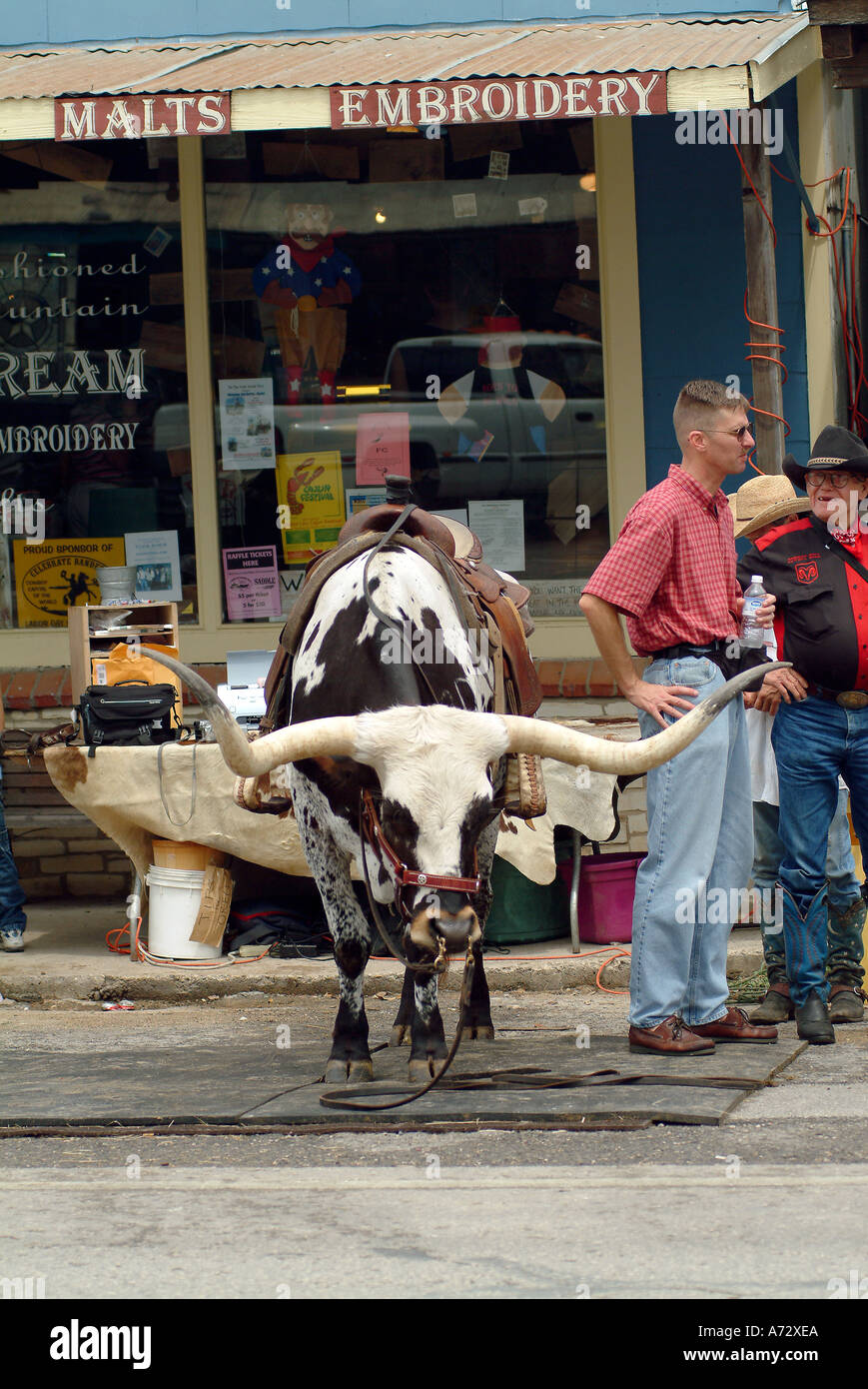 Texas long horn standing hi-res stock photography and images - Alamy