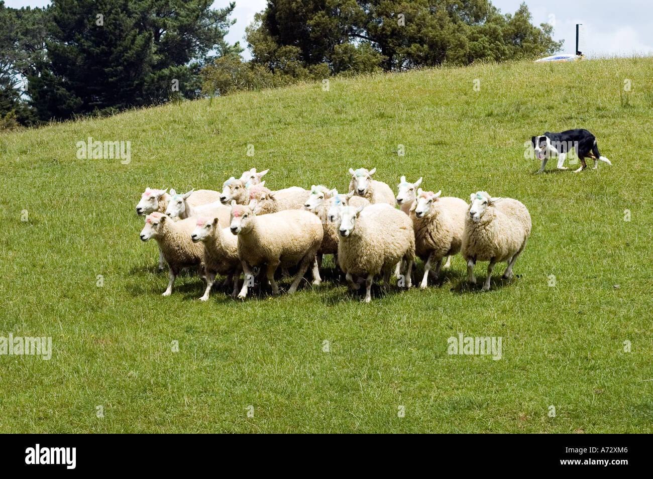 Black and white Collie sheepdog rounding up sheep at 'Sheepworld ...