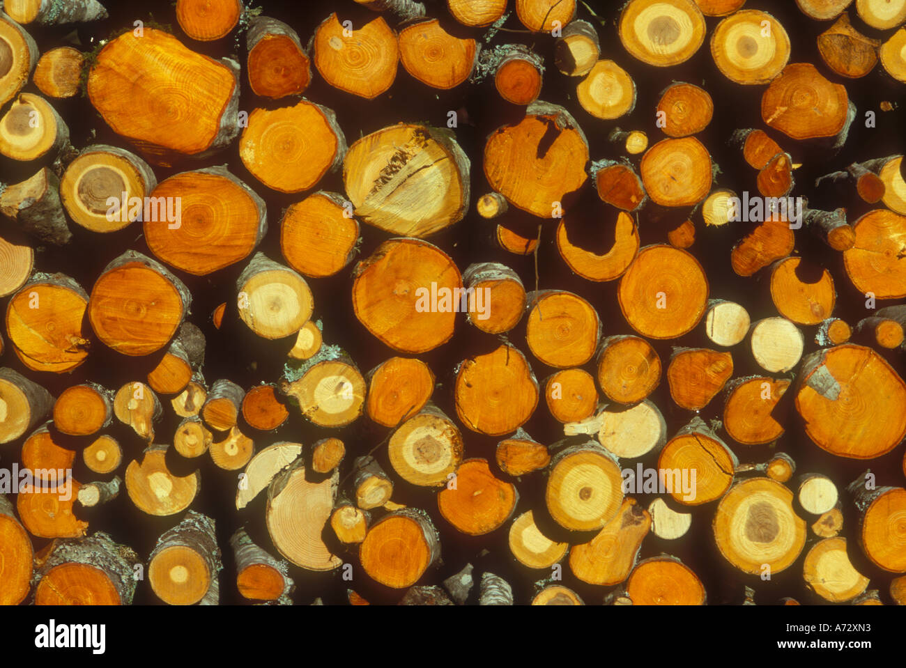 Burning branch closeup forest fire hi-res stock photography and images ...