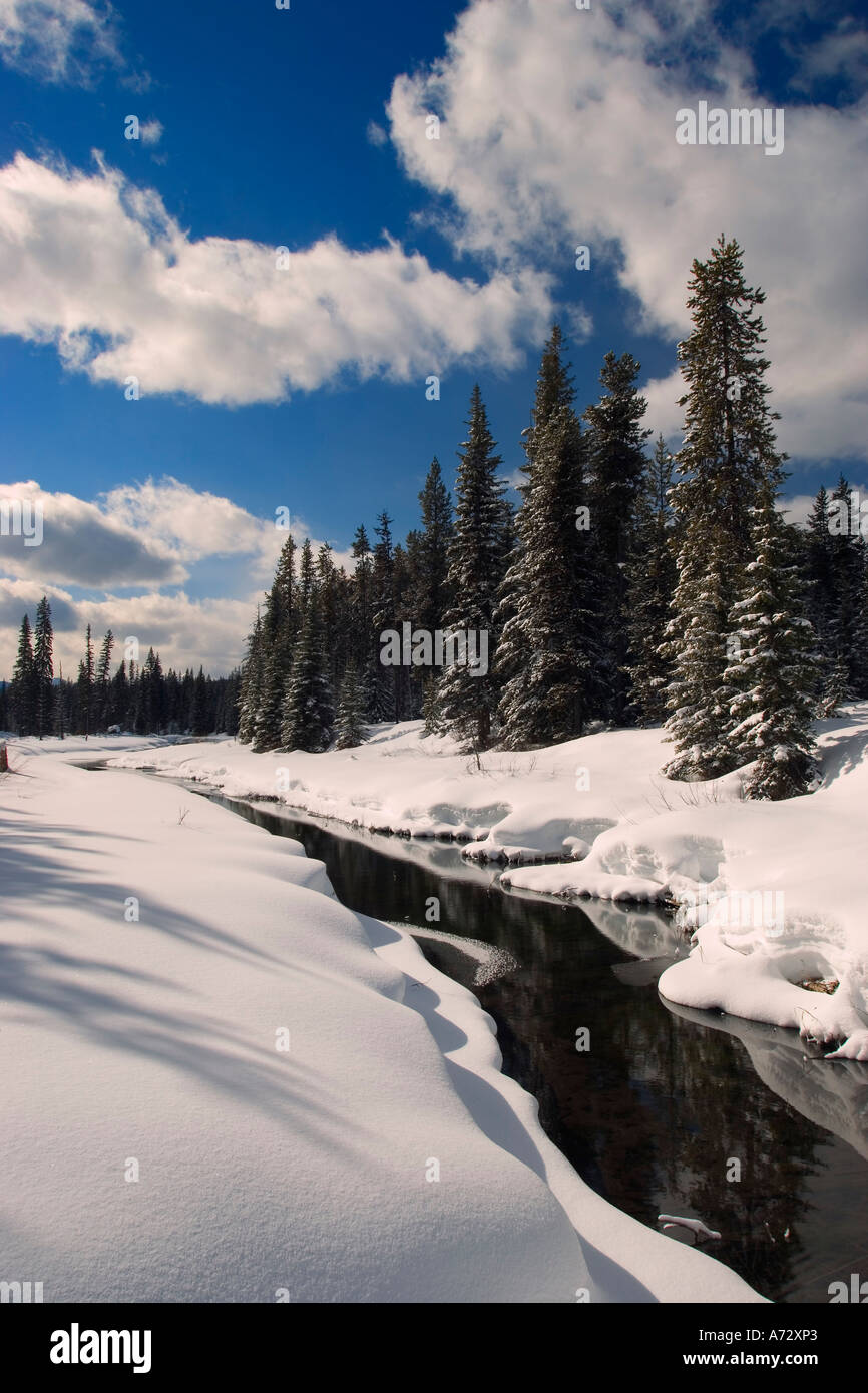 Winter scene in Forest Stock Photo - Alamy