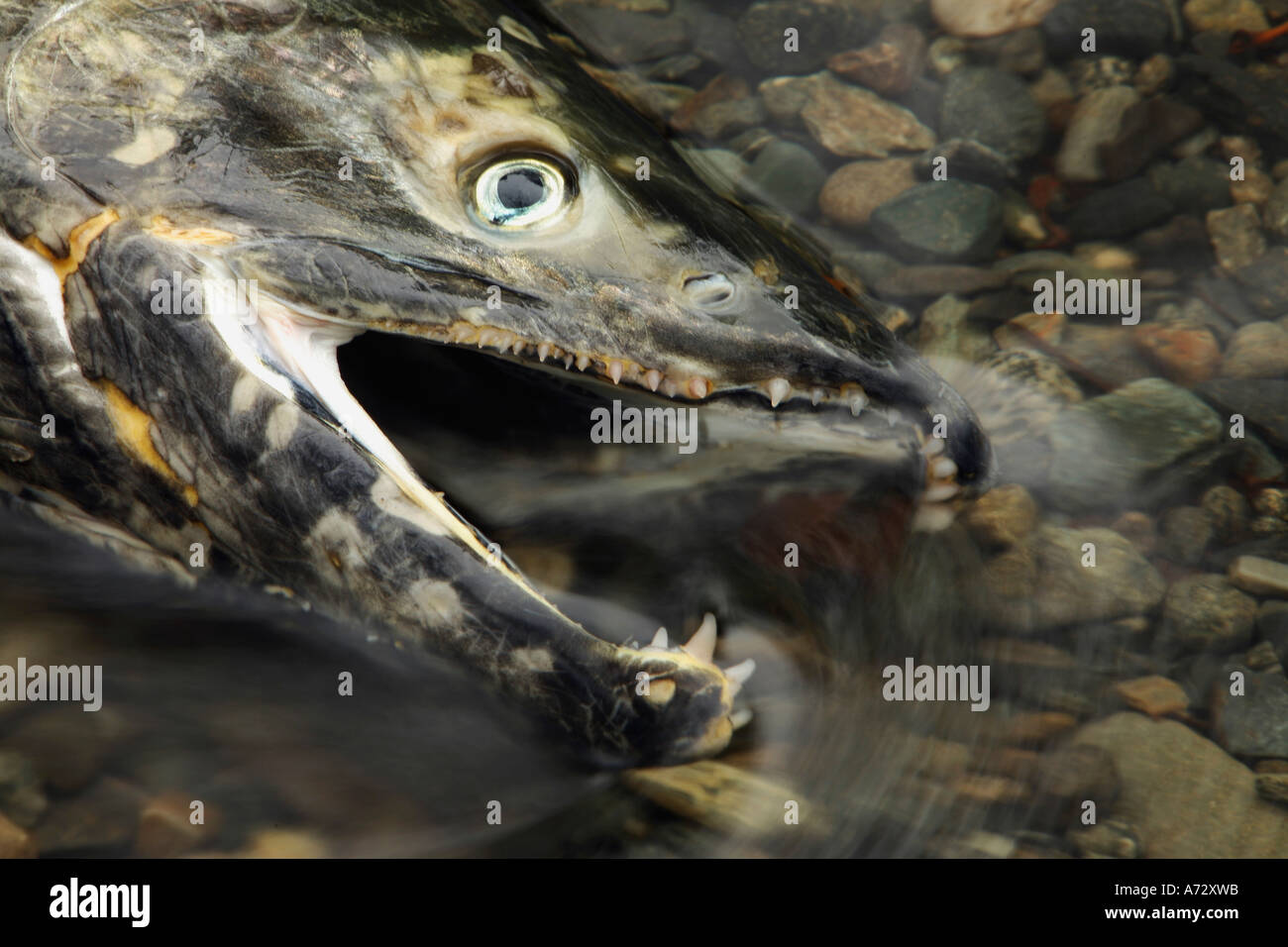 Slime fish teeth hi-res stock photography and images - Alamy