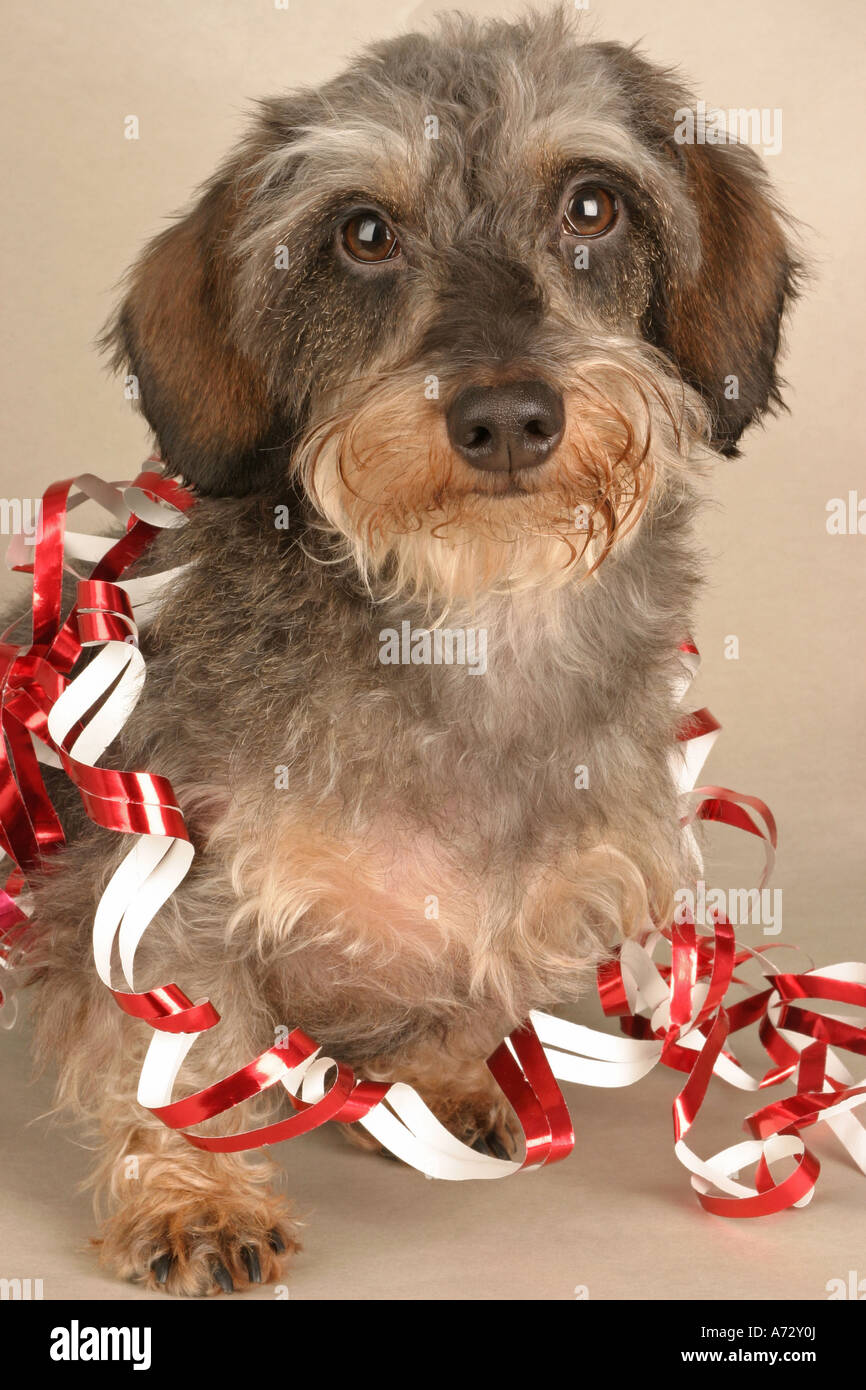 A Dachshund Dog wearing a Party Streamer Stock Photo - Alamy