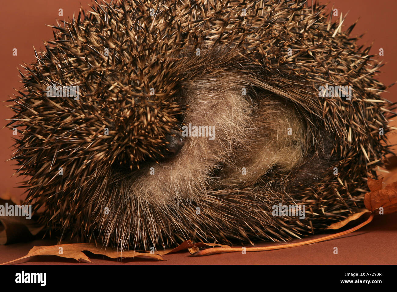 Hedgehog rolled into ball hi-res stock photography and images - Alamy