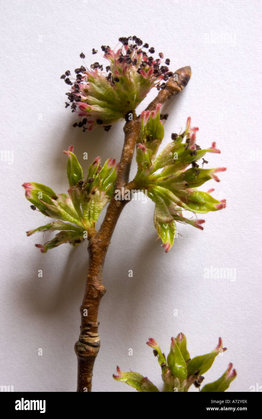 English elm hi-res stock photography and images - Alamy