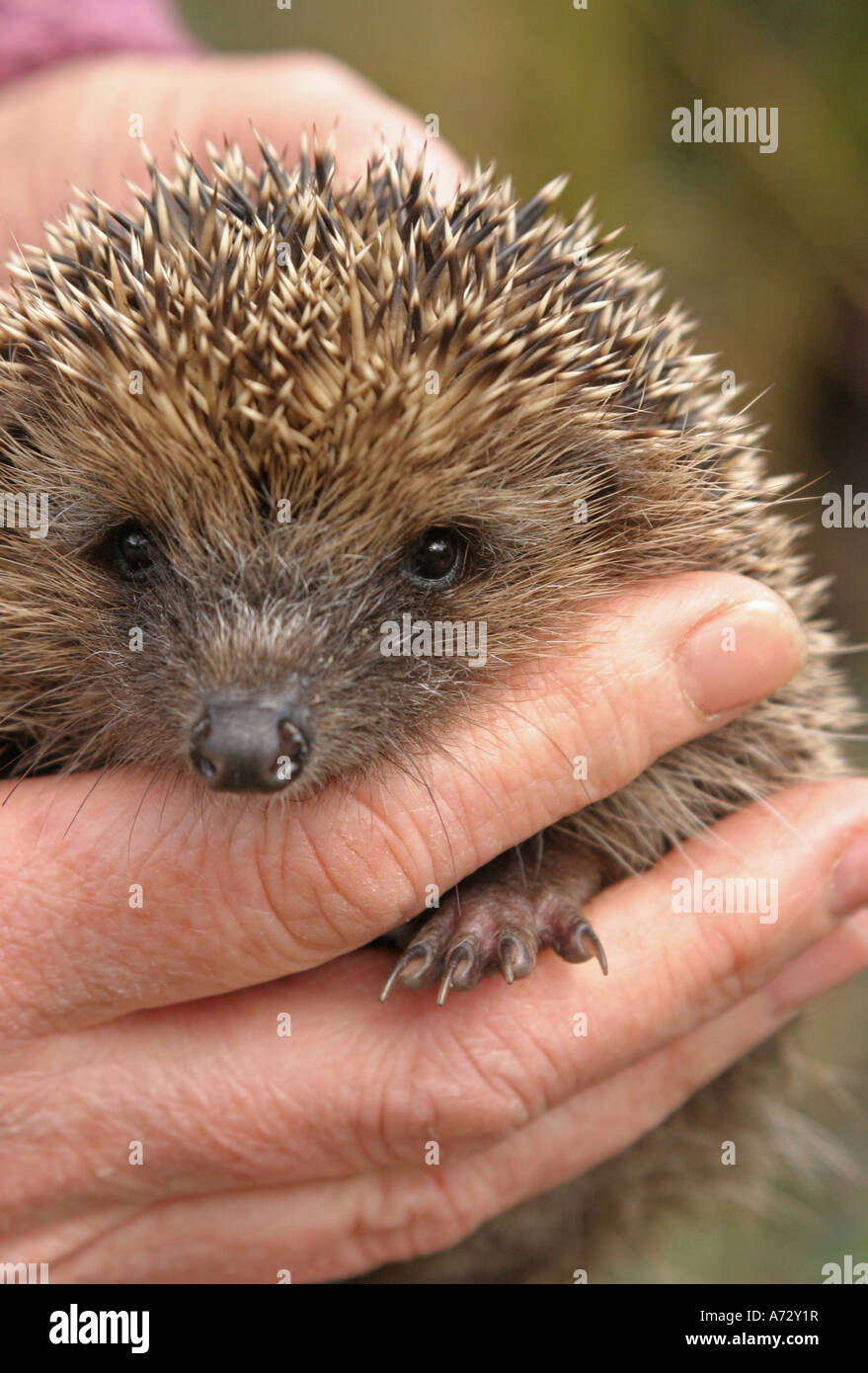 Female hedgehog hi-res stock photography and images - Alamy