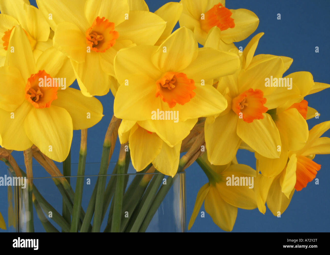 Picked blooms hi-res stock photography and images - Alamy
