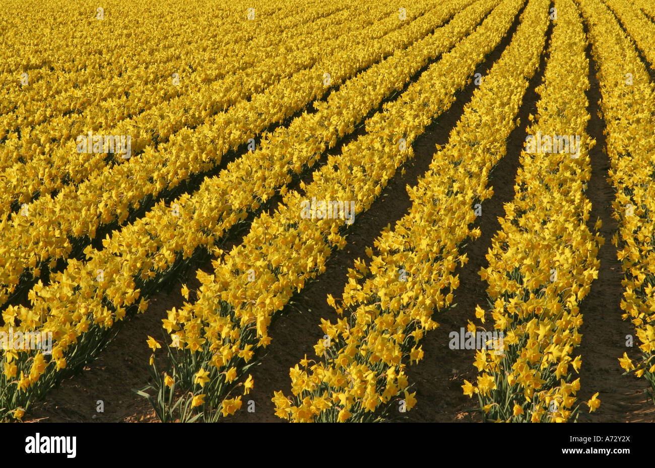 A Field of Yellow Daffodils Stock Photo - Alamy