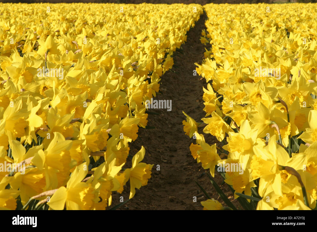 A Field of Daffodils Stock Photo - Alamy