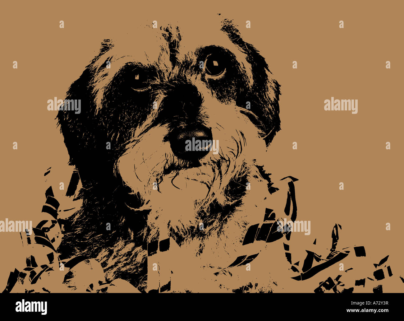 Sad expression on dog Cut Out Stock Images & Pictures - Alamy