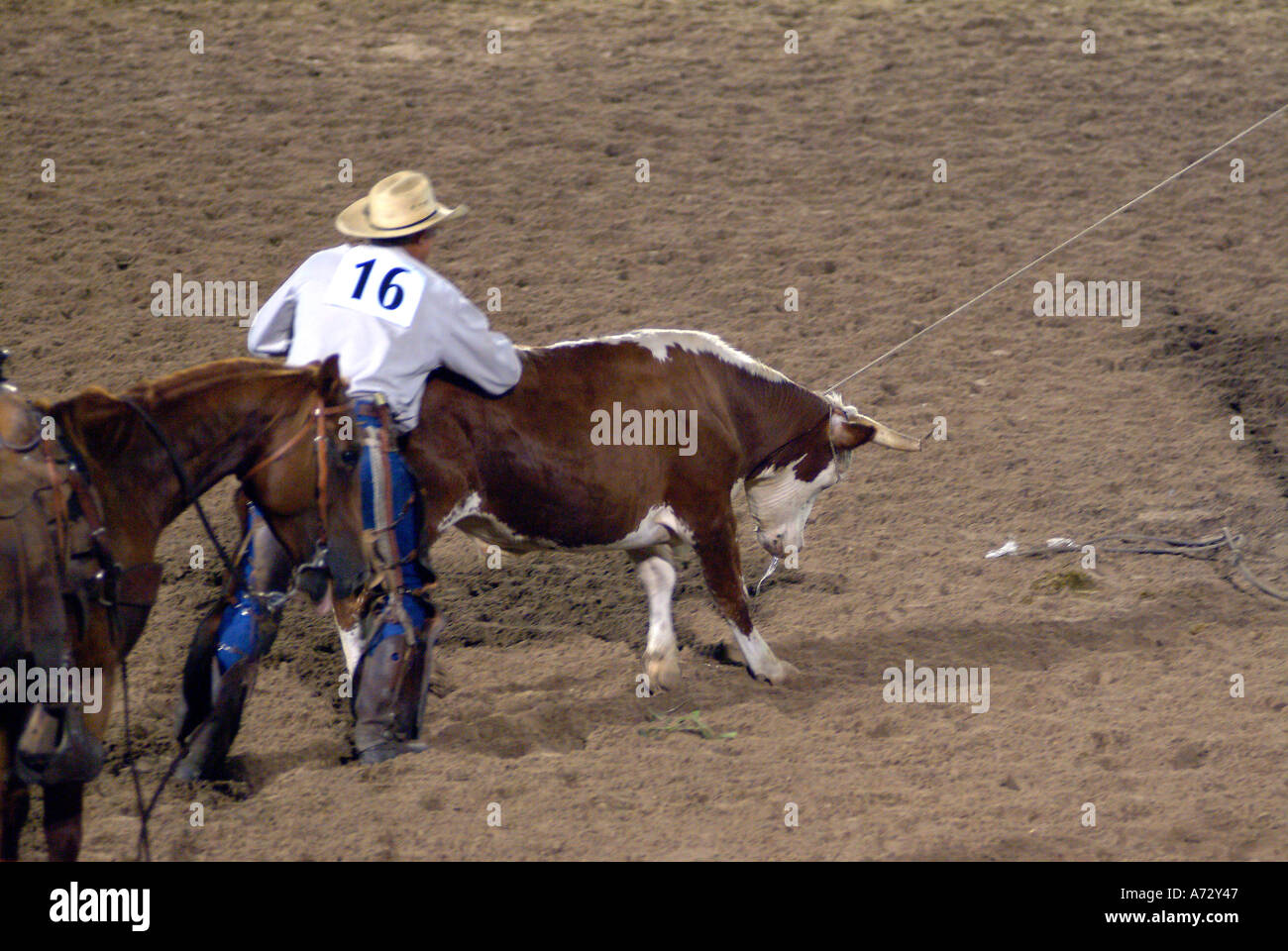 Texan cowboy during a rodeo in Bandera Texas Stock Photo - Alamy