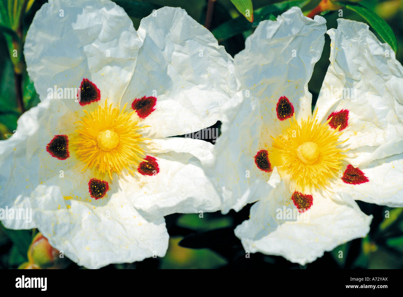 Esteva, Cistus, Cistus ladafiner, Alentejo, Algarve, Portugal Stock ...
