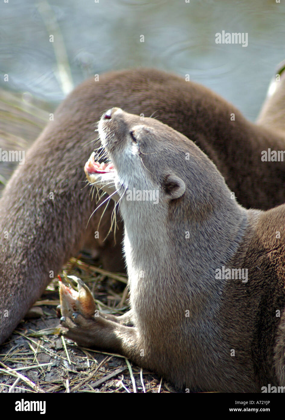 Oriental Otter eating fish in Edinburgh Zoo Stock Photo - Alamy