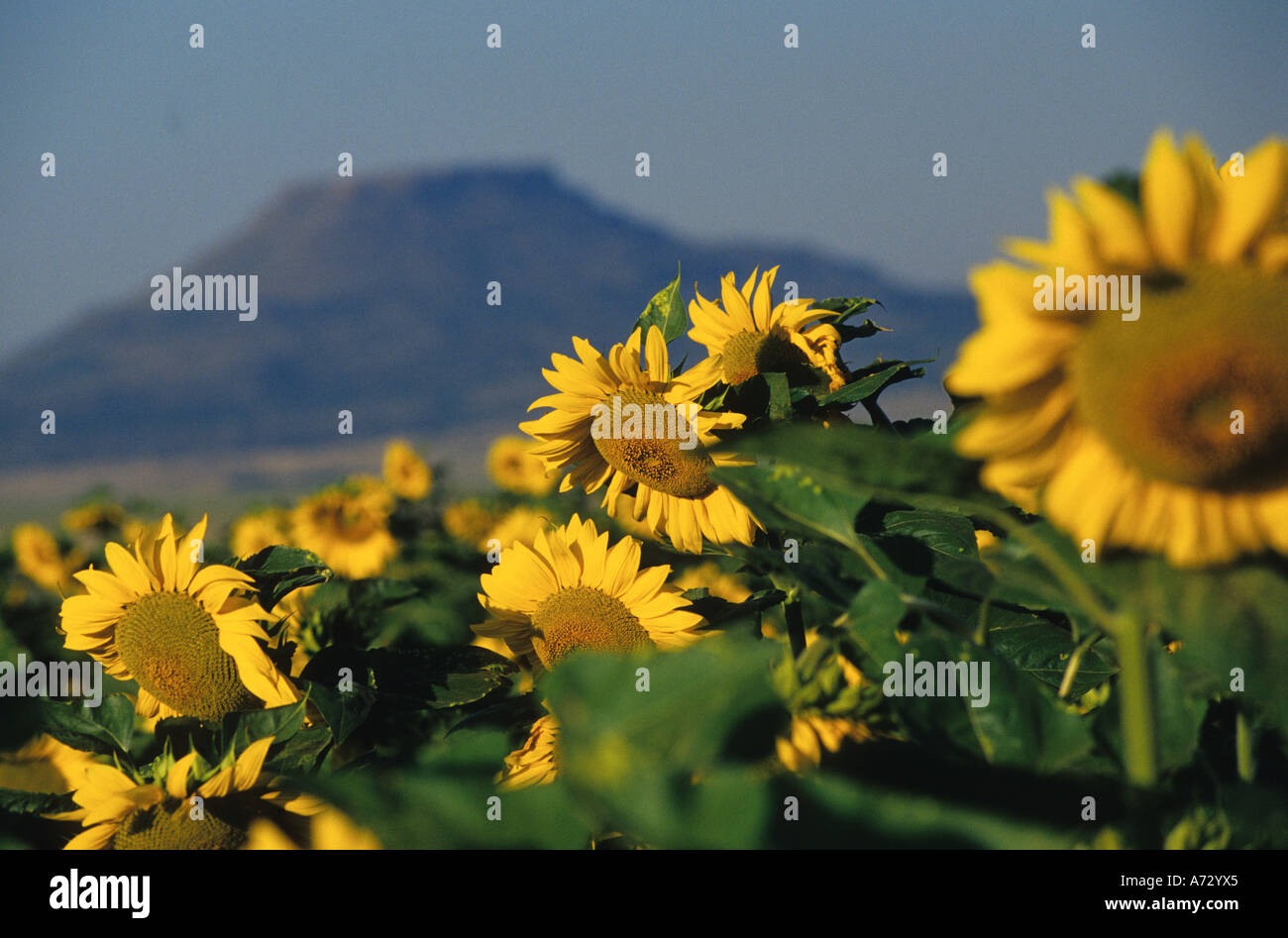 Sunflowers Karoo South Africa Stock Photo - Alamy