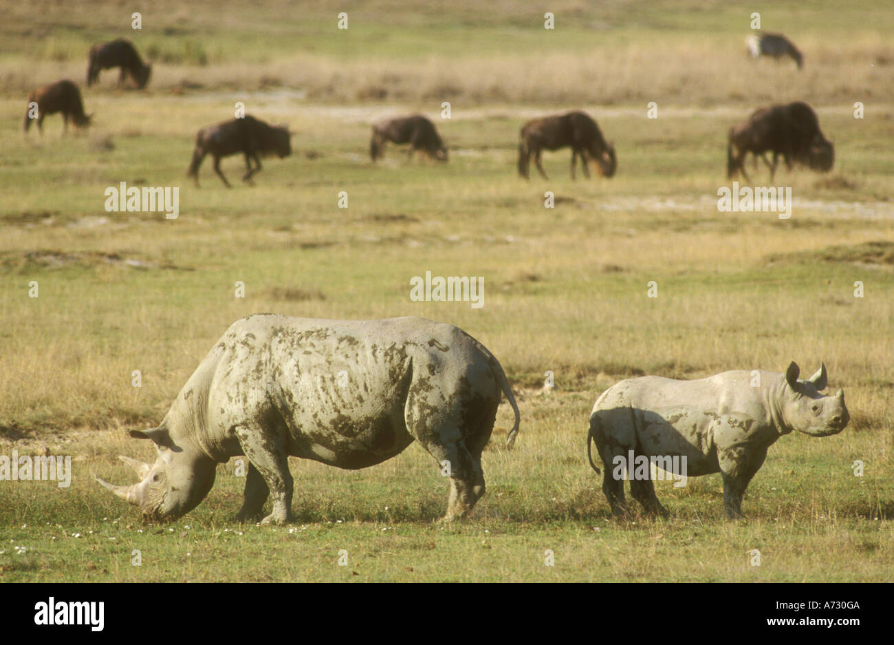 Female common rhinoceros hi-res stock photography and images - Alamy
