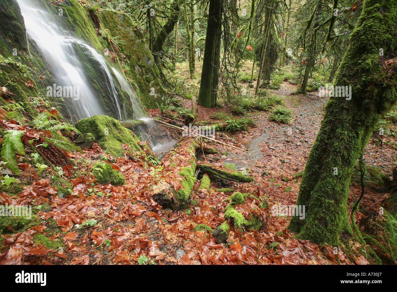 Waterfall in forest Stock Photo - Alamy