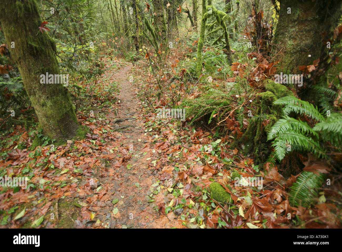 Trail covered in leaves Stock Photo - Alamy