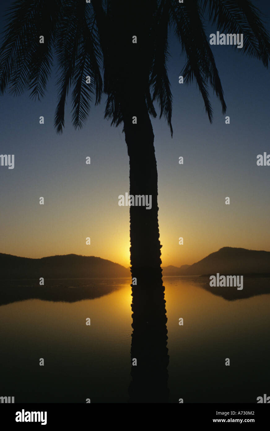 Palm Tree Man Sagar Lake Jaipur Rajasthan Stock Photo - Alamy