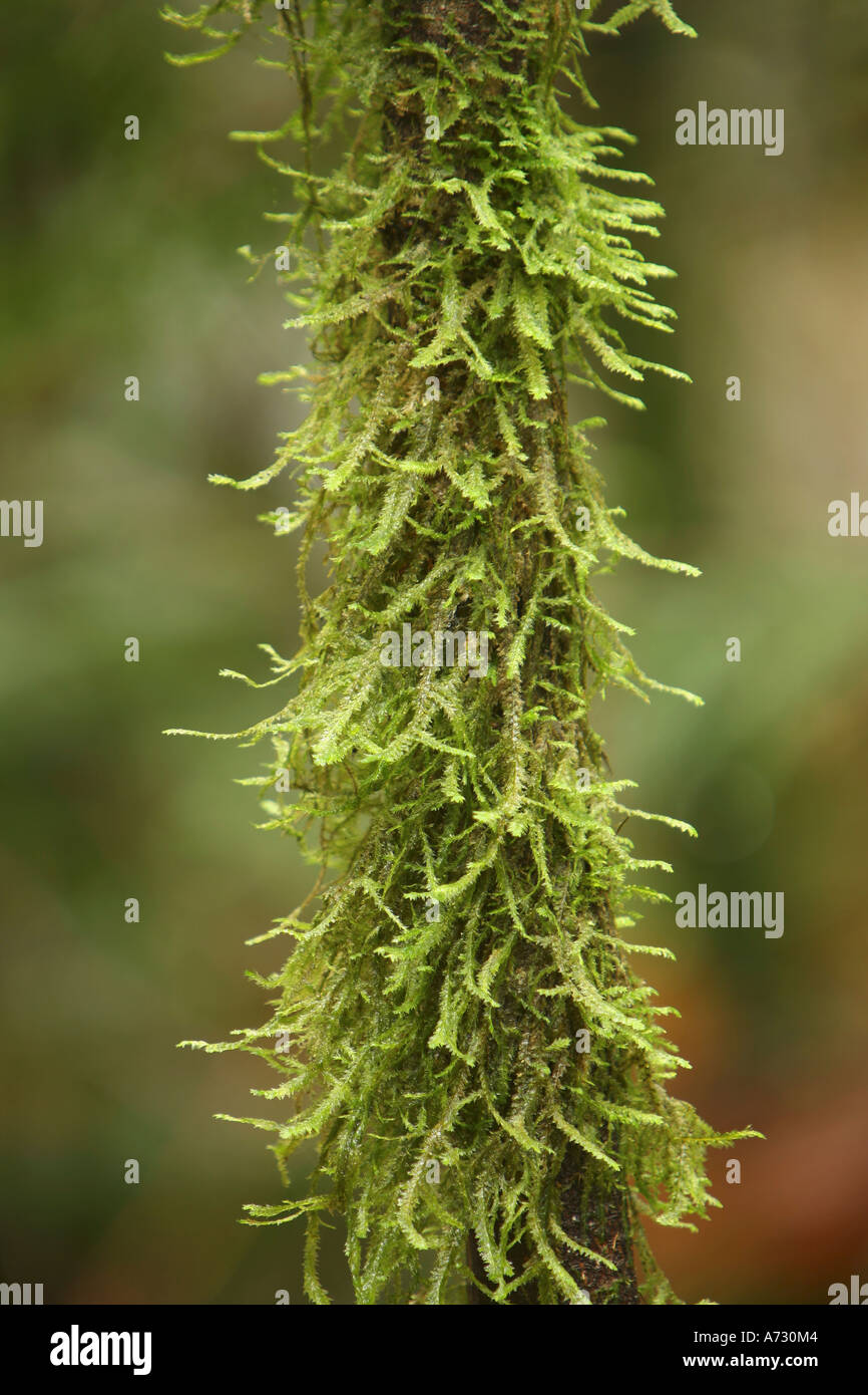 Close up of moss on tree branch Stock Photo - Alamy