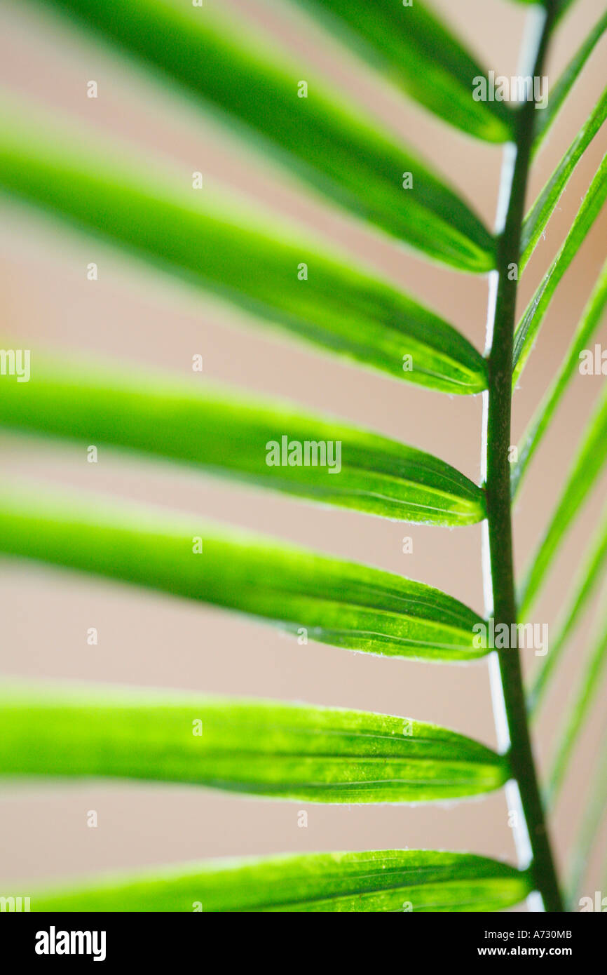 Leaves branching off a stem Stock Photo - Alamy