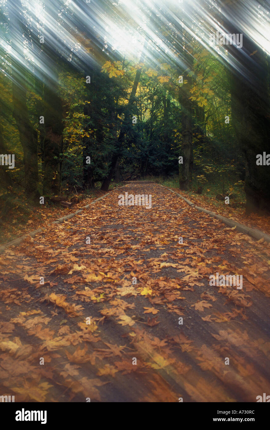 Pathway in forest Stock Photo - Alamy