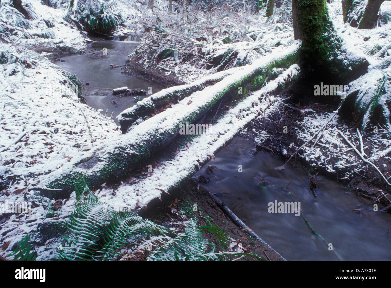 Fallen logs over stream Stock Photo - Alamy