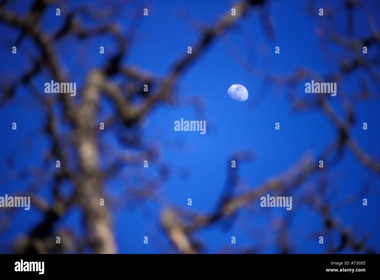 Clear view of the moon Stock Photo - Alamy