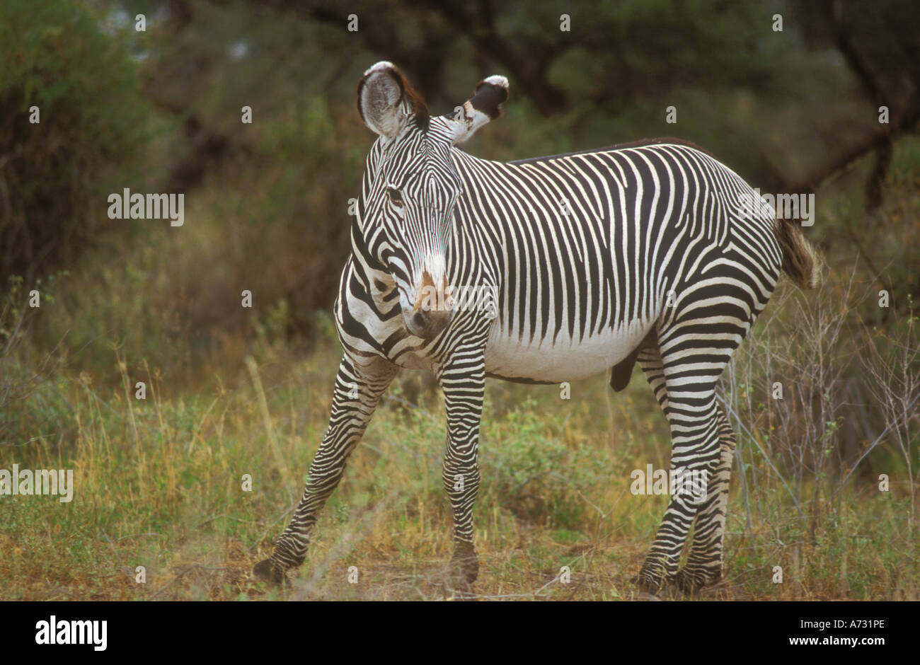 Grevy s Zebra in close up a classic portrait Stock Photo - Alamy