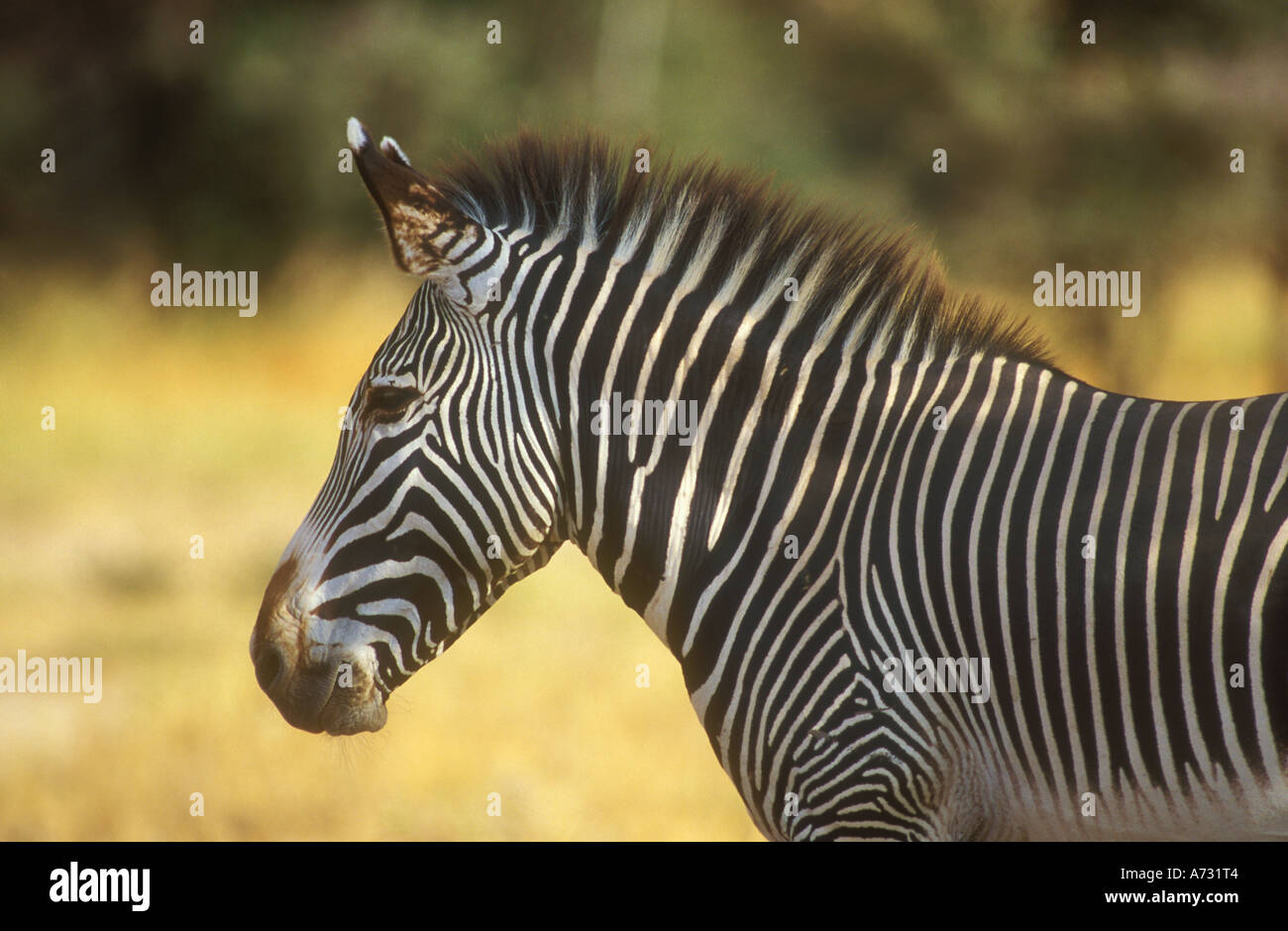 Grevy s Zebra close up on head a classic portrait Stock Photo - Alamy