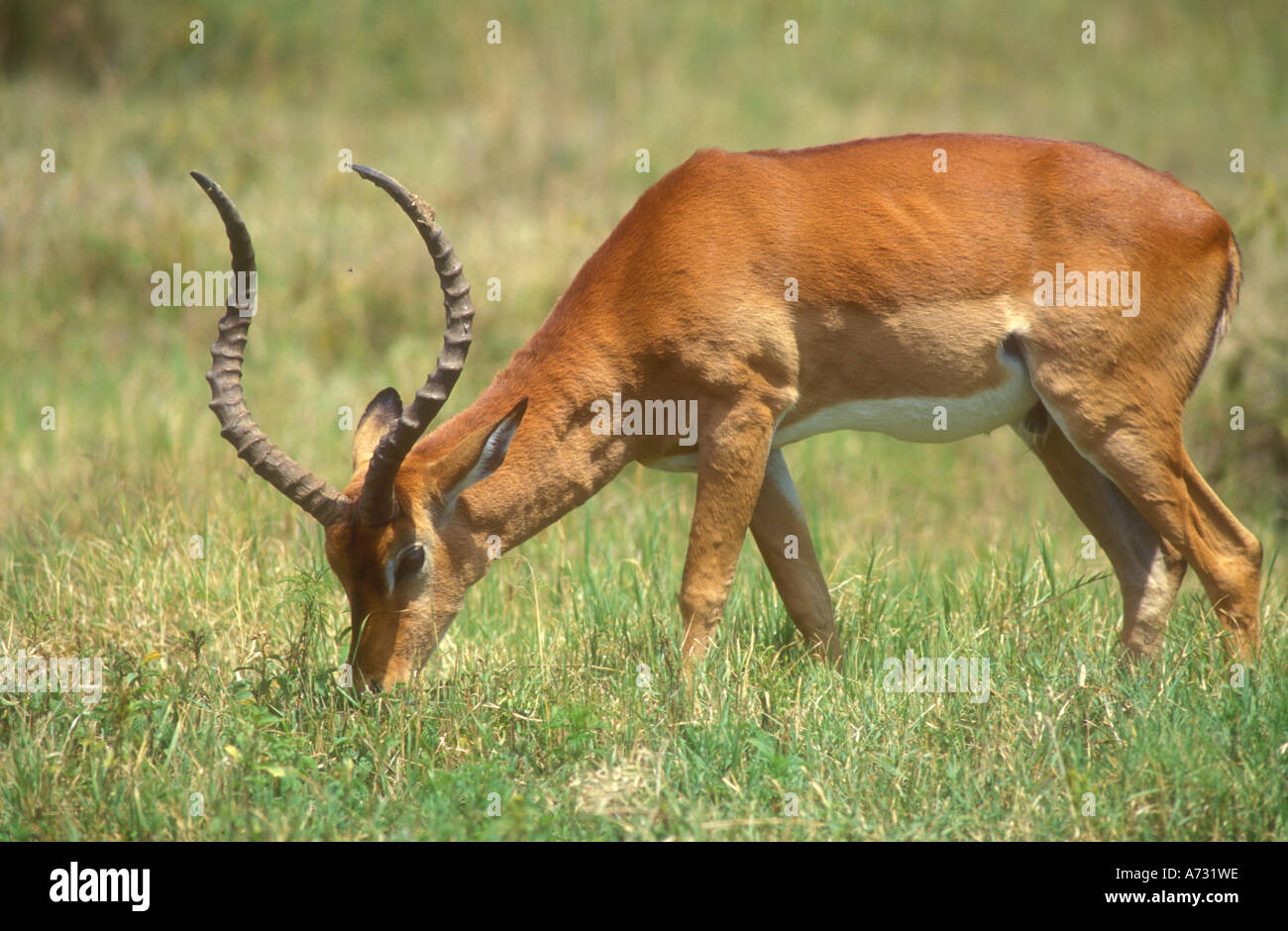 Impala showing the beautiful shaped horns Stock Photo - Alamy