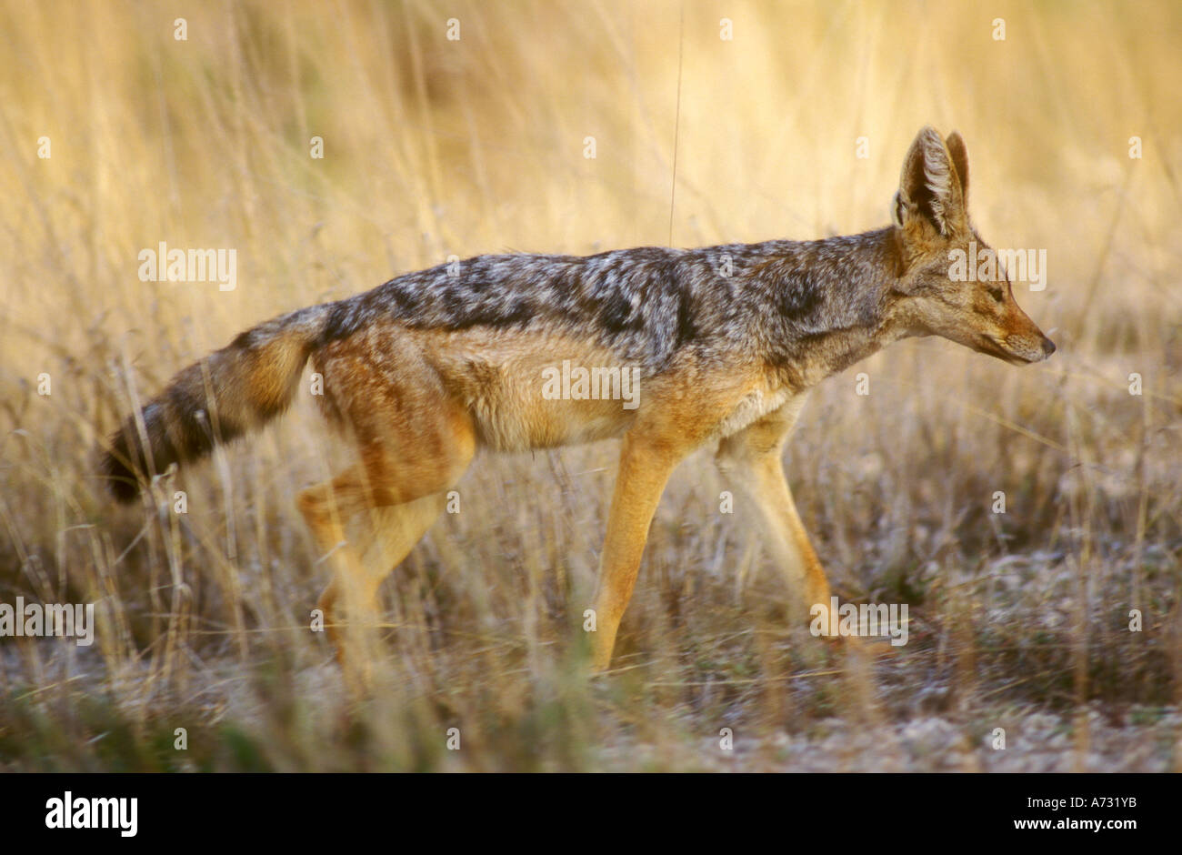 Silver or Black backed Jackal lying in an alert posture Stock Photo - Alamy