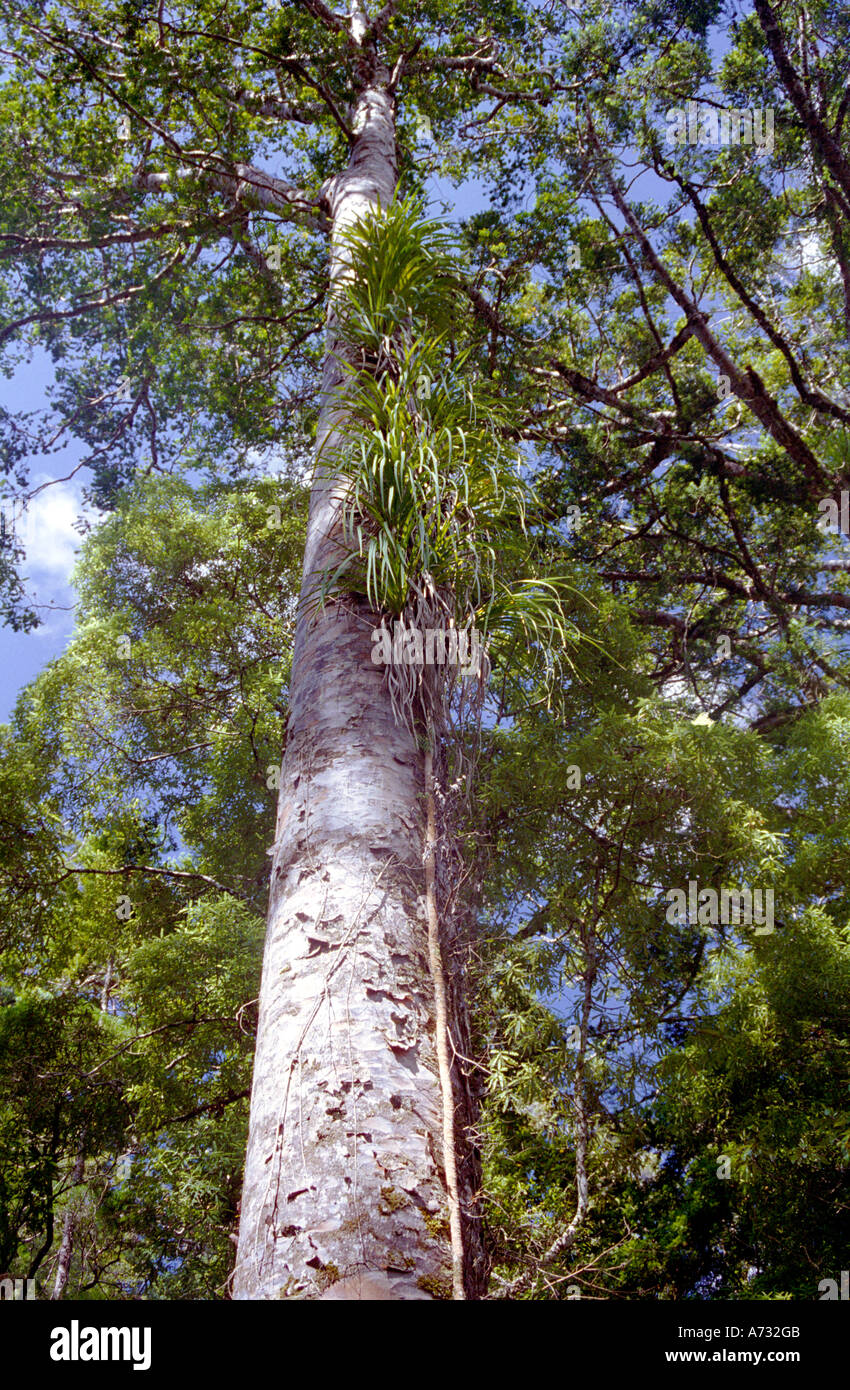 Kauri timber hi-res stock photography and images - Alamy