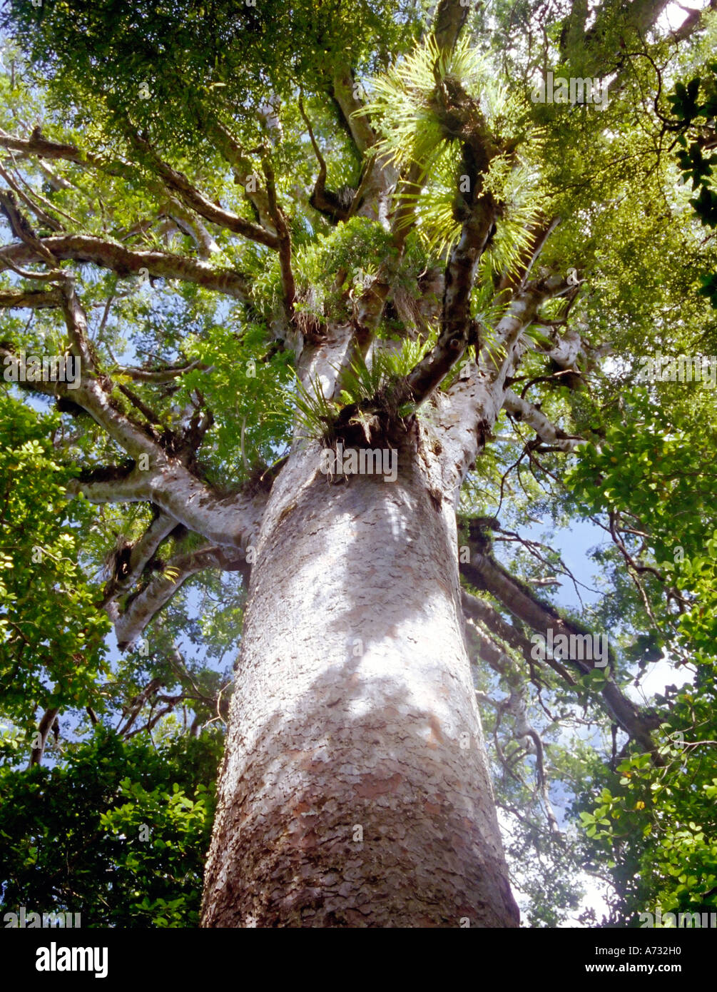 Looking up into a Kauri in the Kauri forest of Waipoua in Northland ...