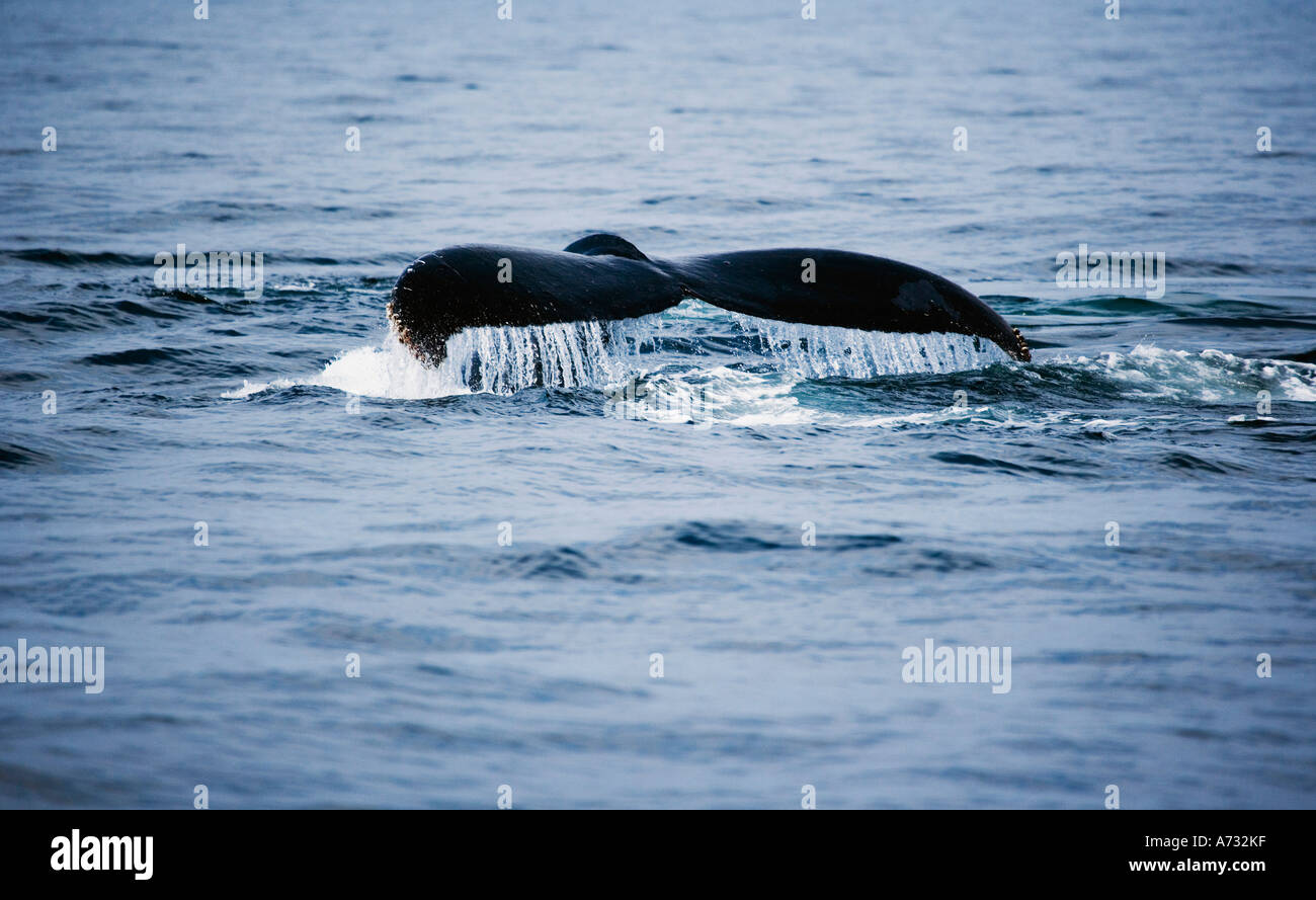 Whale tail fin hi-res stock photography and images - Alamy