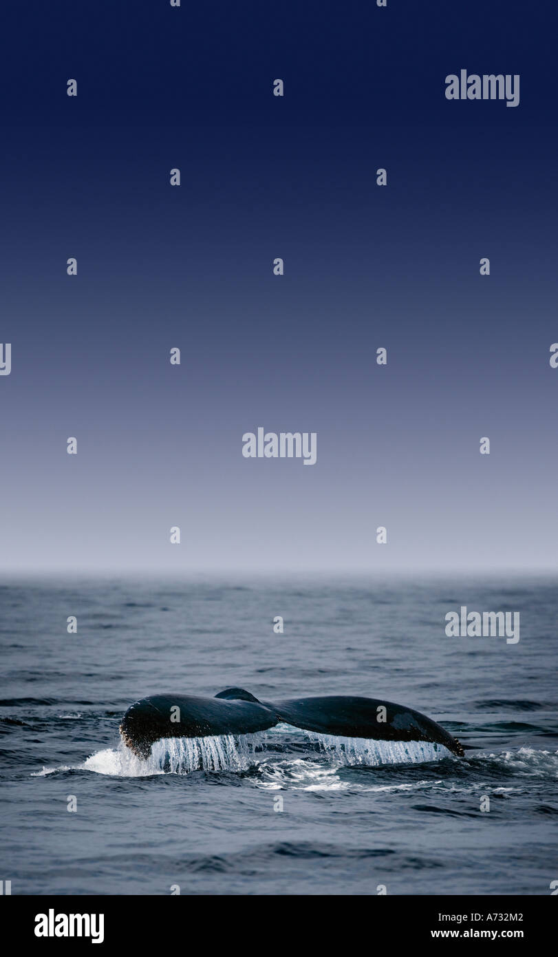 Whale s hi-res stock photography and images - Alamy