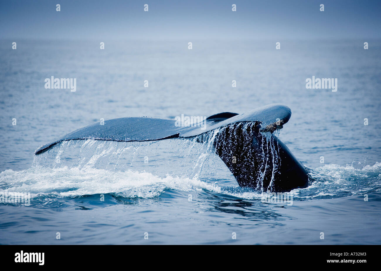 Whale s fluke Stock Photo - Alamy