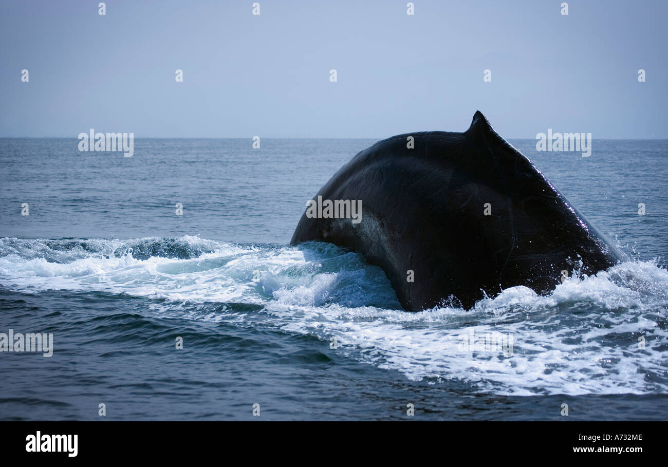 Whales powerful movement hi-res stock photography and images - Alamy