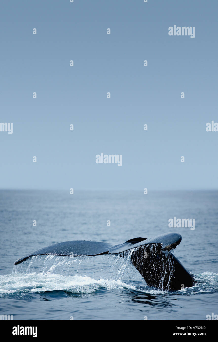 Humpback whale tail fin Stock Photo - Alamy