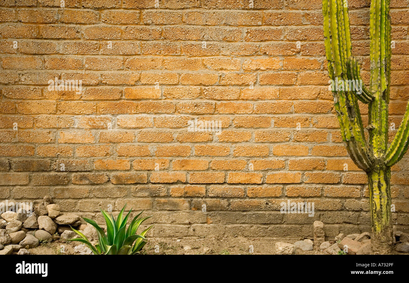 Cactus by brick wall Stock Photo - Alamy
