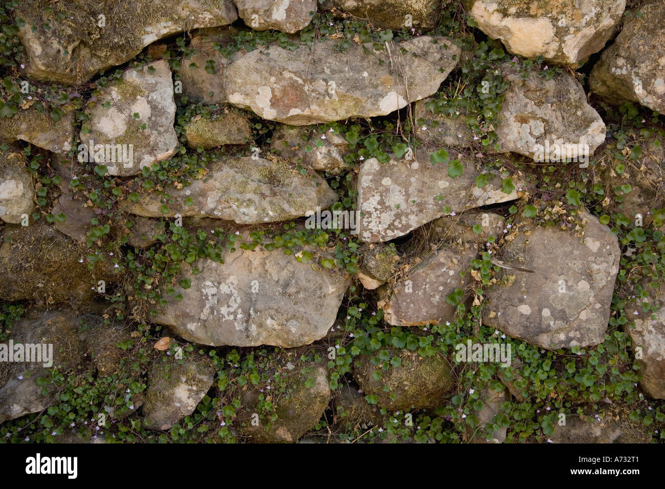 Plants growing between rocks Stock Photo - Alamy