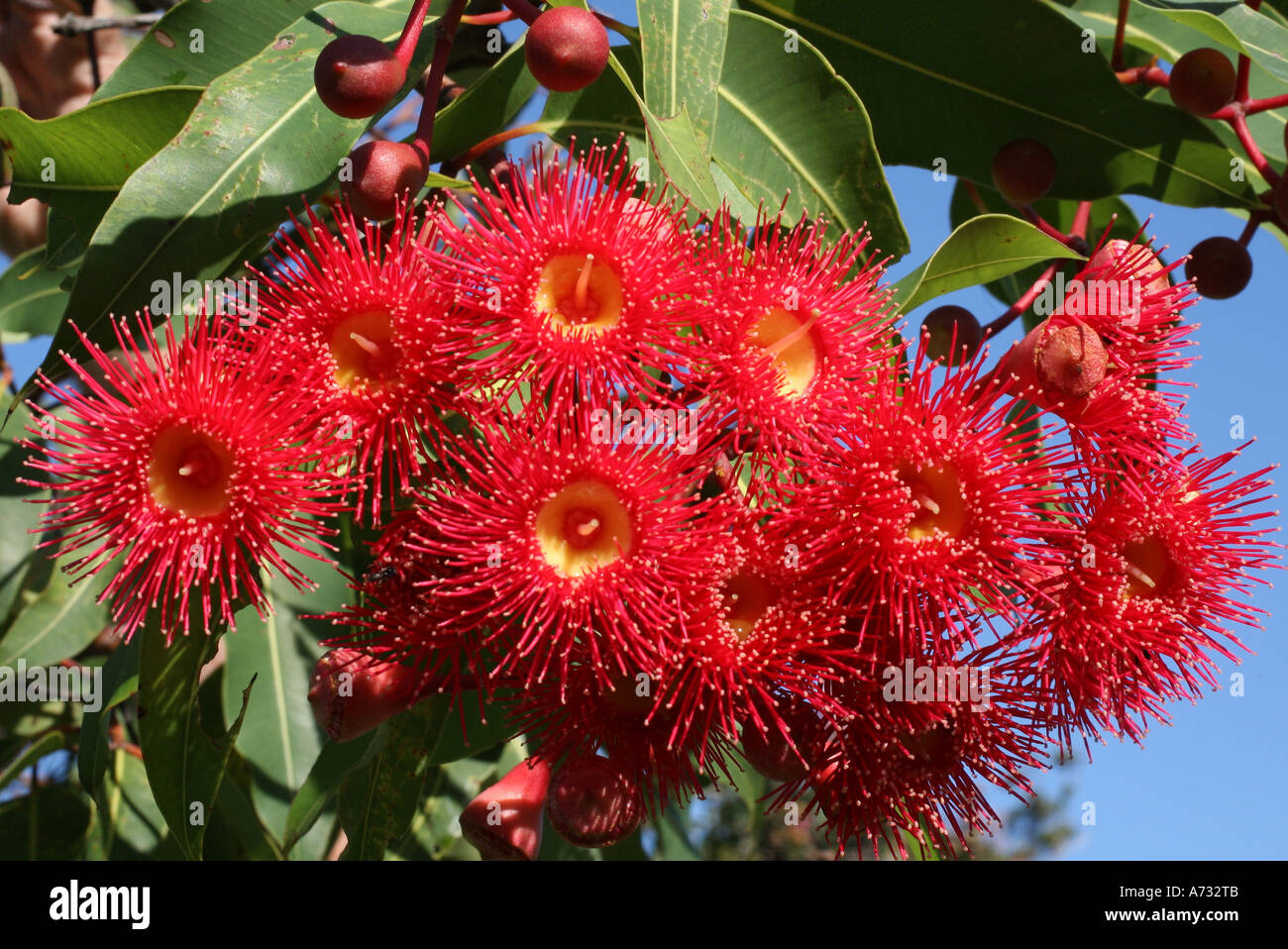 Gumnuts Stock Photos & Gumnuts Stock Images - Alamy