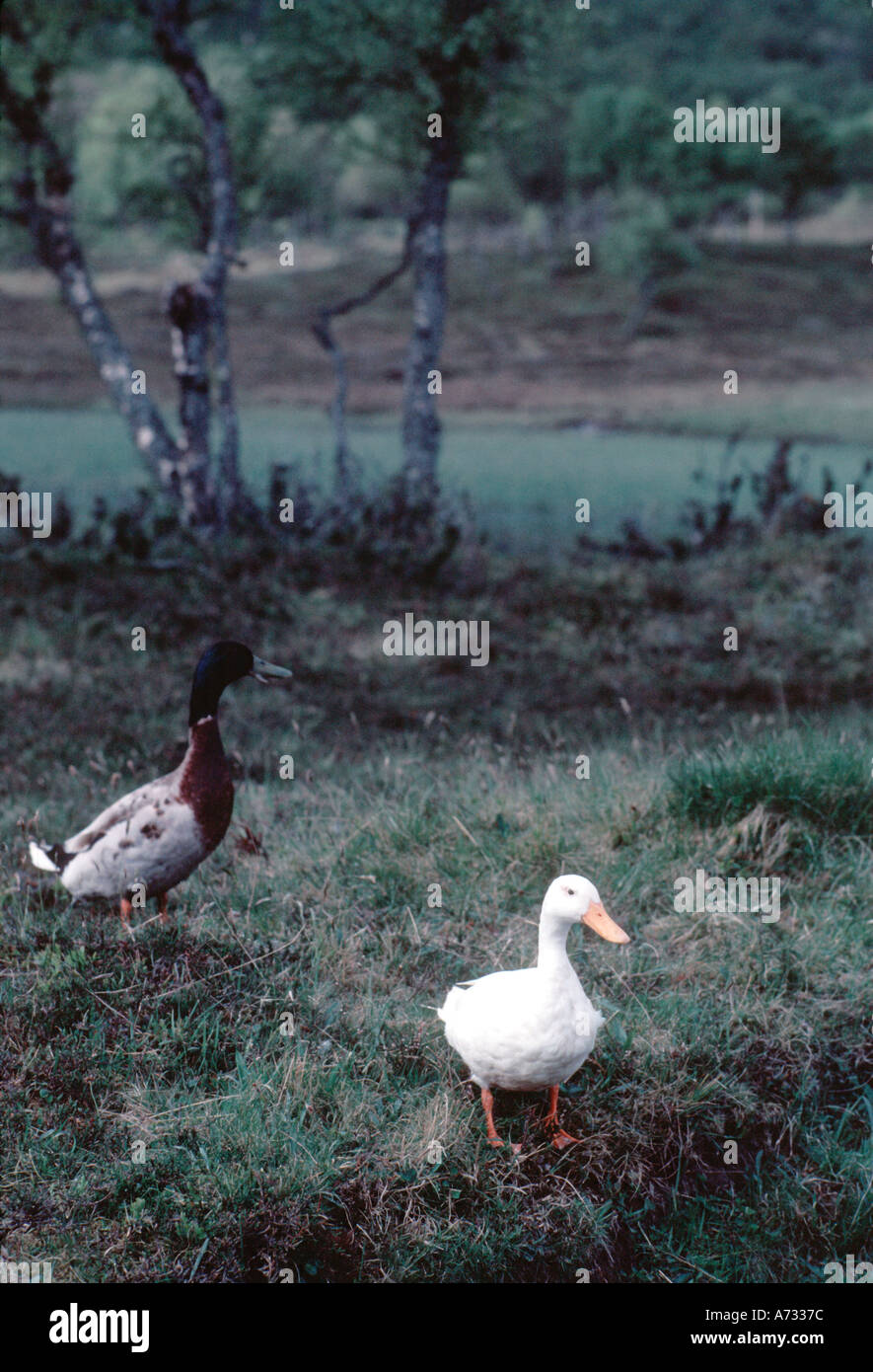 Two ducks hi-res stock photography and images - Alamy