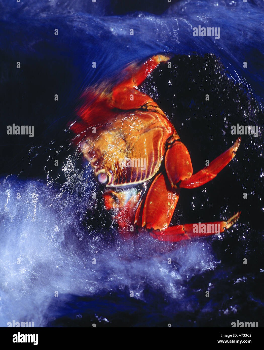 Sally light foot crab (Grapsus grapsus), Galapagos Islands, Ecuador ...