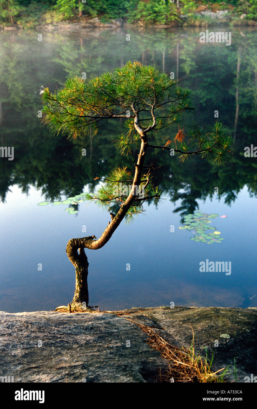Pine tree growing out of rock ledge at the edge of a lake Ontario ...