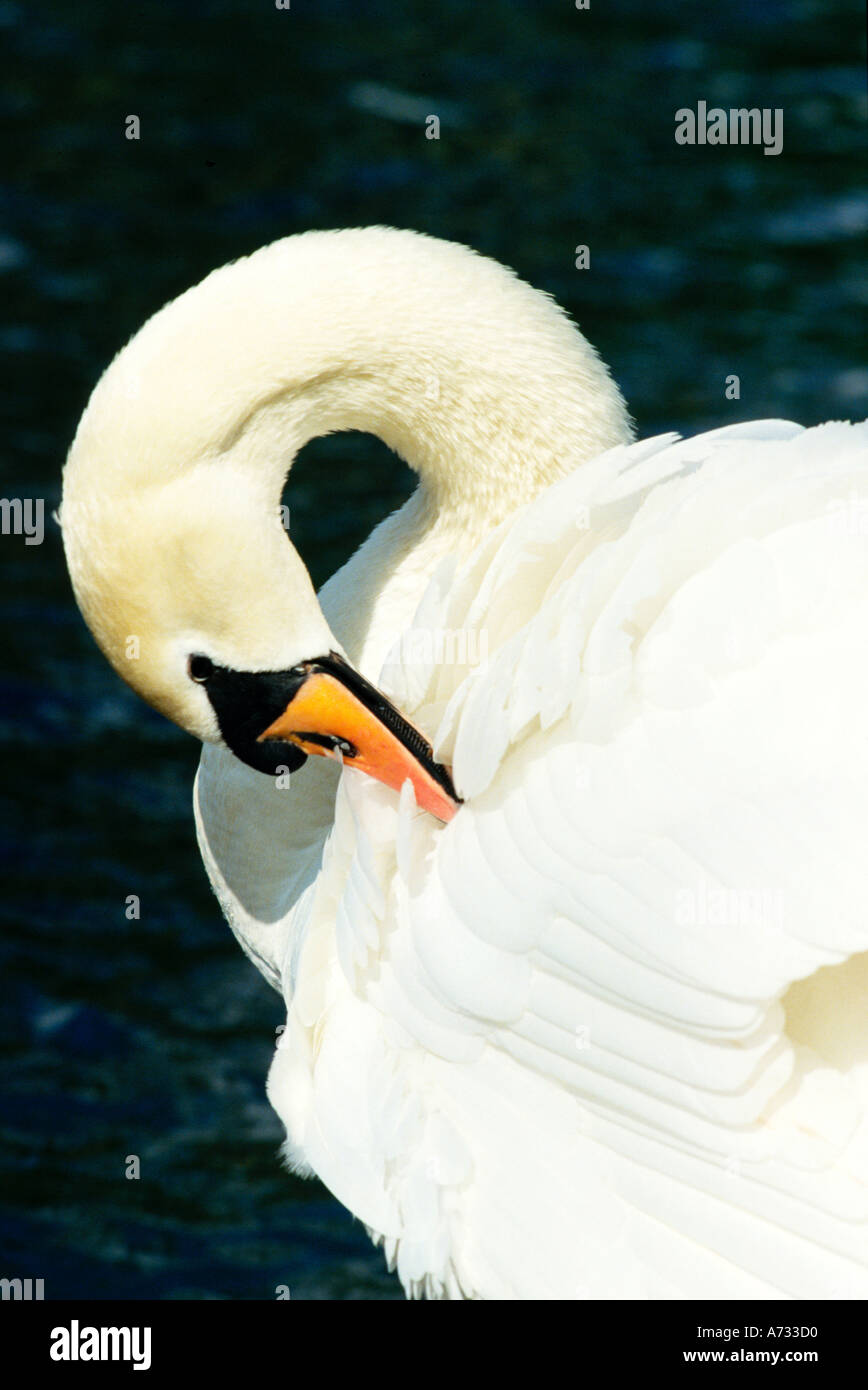 Swan london hi-res stock photography and images - Alamy