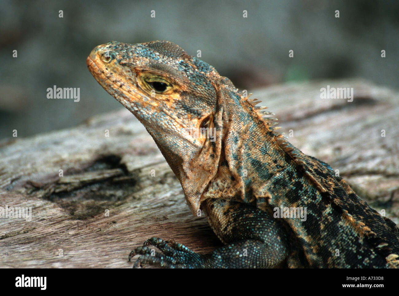 Ctenosaur Ctenosuara similis Parque Nacional Manuel Antonio Costa Rica ...