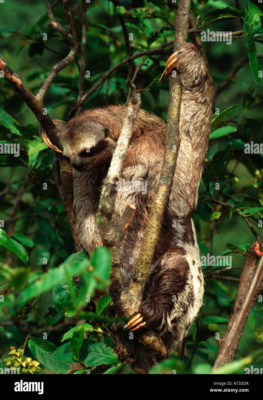 Slow tree vertical brasil hi-res stock photography and images - Alamy