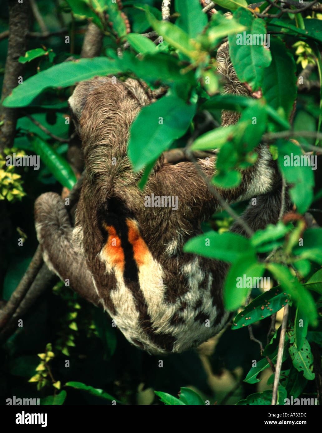 Three toed sloth Bradypus tridactylus Amazonas Brazil Stock Photo - Alamy